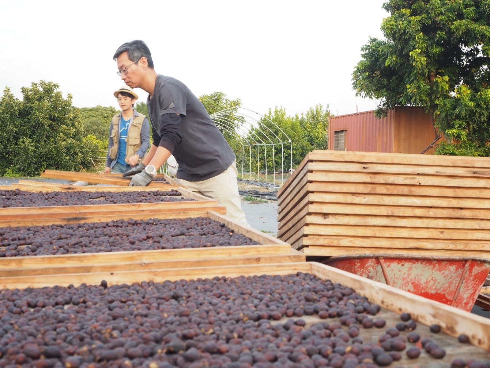 Taiwan Taichung SL34 Natural – Paradise Coffee Roasters