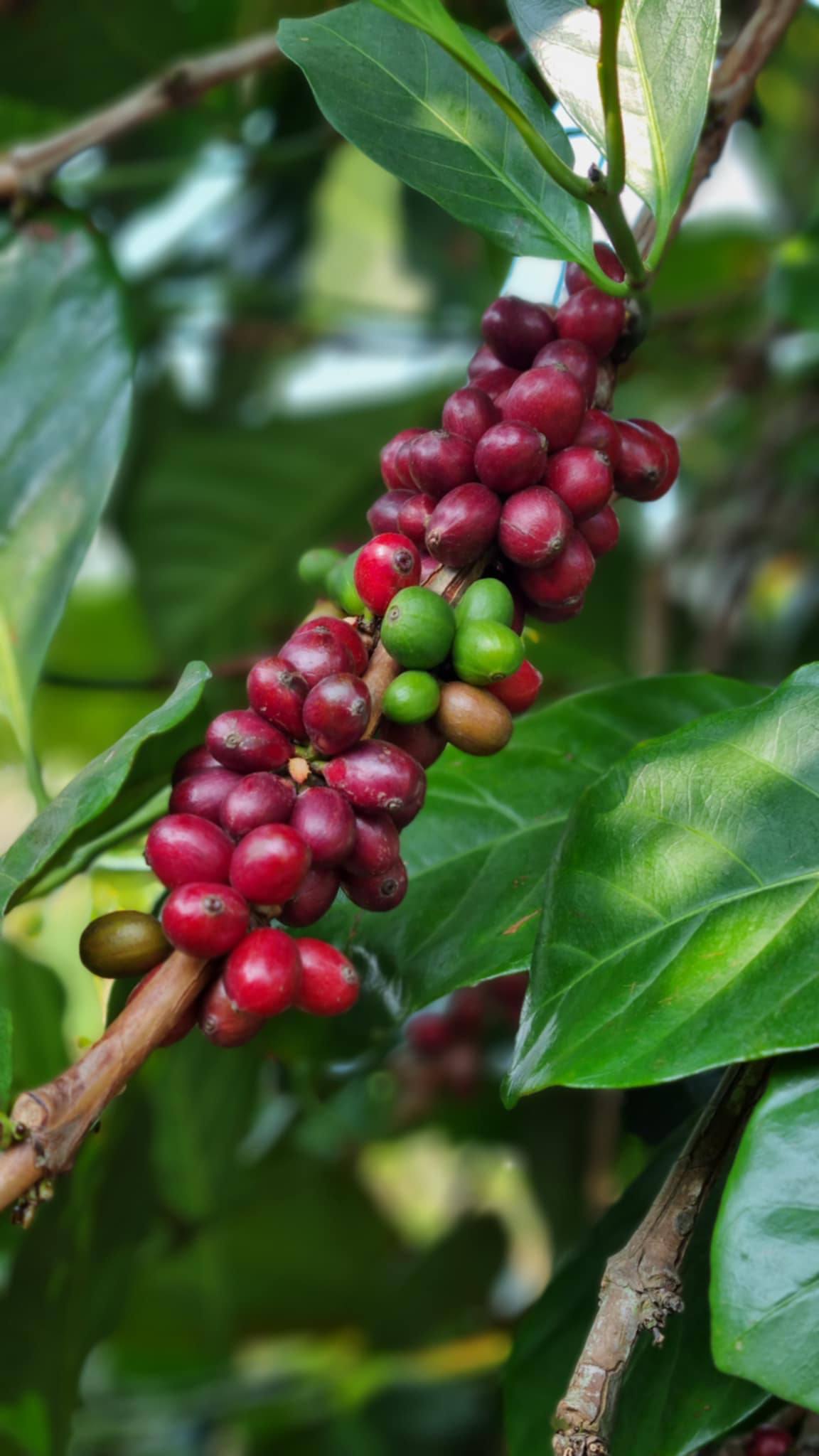 Vietnam Liberica Anaerobic Natural -Project 96b – Paradise Coffee Roasters