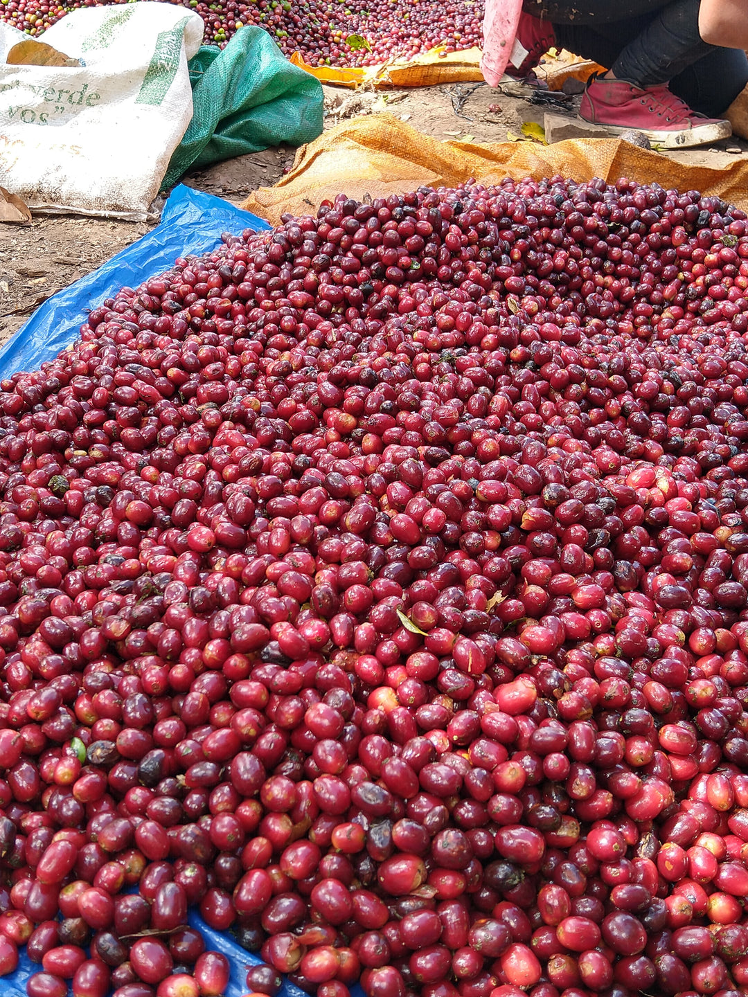 Paradise Coffee Roasters | Specialty Coffee Roasters