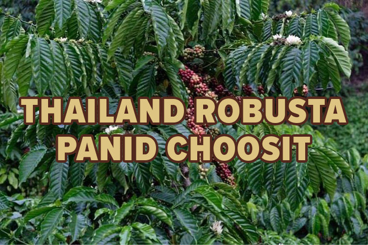 Specialty Robusta Coffee - Paradise Roasters – Paradise Coffee Roasters