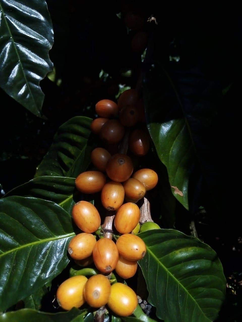 Nicaragua Yellow Pacamara Natural | Paradise Roasters – Paradise Coffee ...